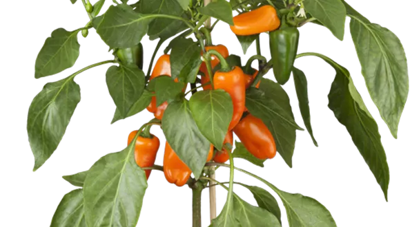 Gemüse Pflegetipps - 1A Garten Hauner
